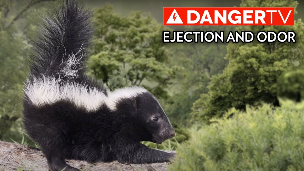 Ejection and Odor | Animal Armory - YouTube