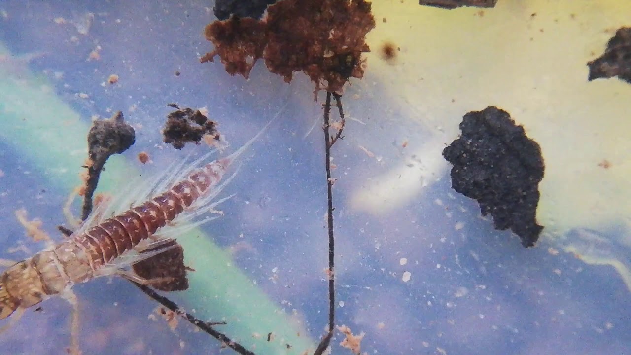 Alderfly Larvae - YouTube