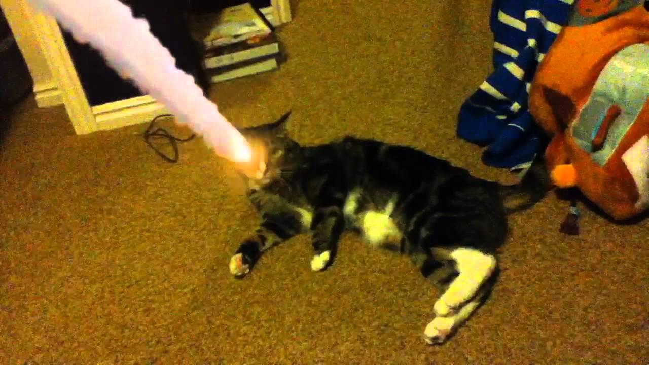 Exploding Cat!(Not Real) - YouTube