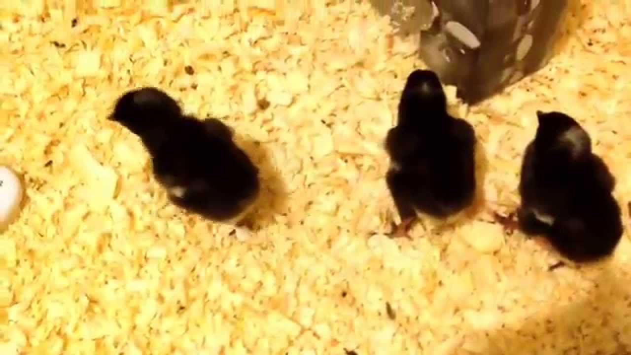 Journey of raising chickens - still alive!!! - YouTube