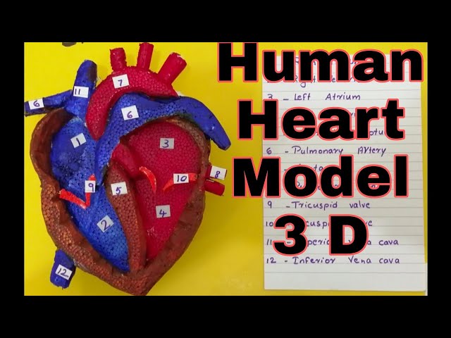 Science Project Human Heart