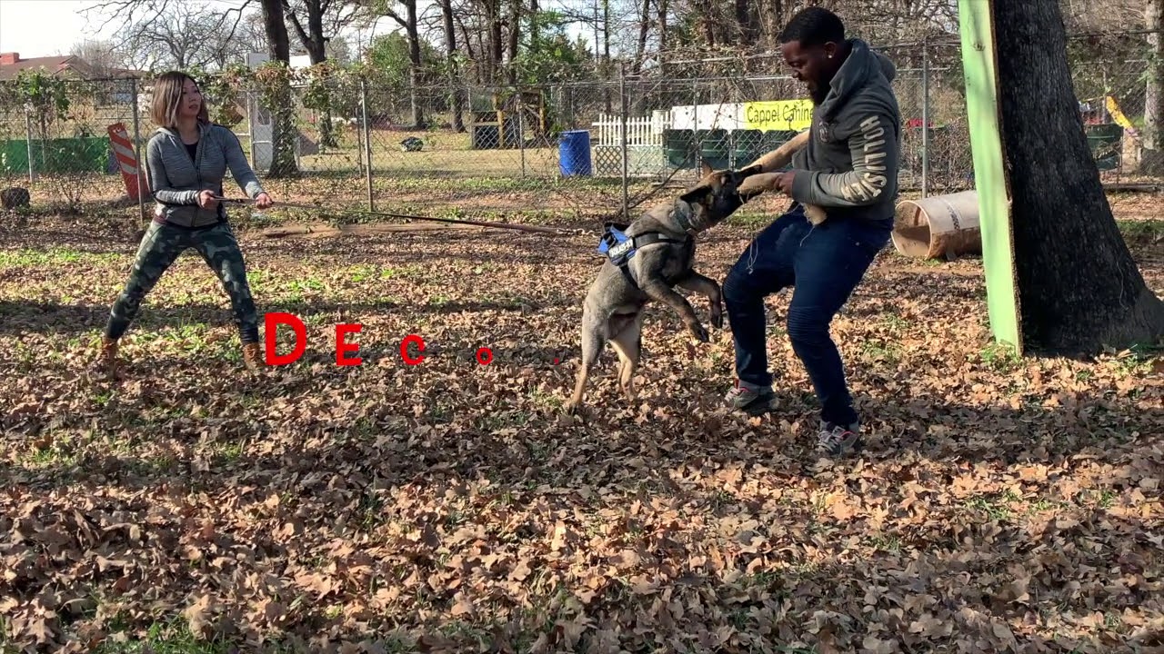 Training the intense security dog! - YouTube