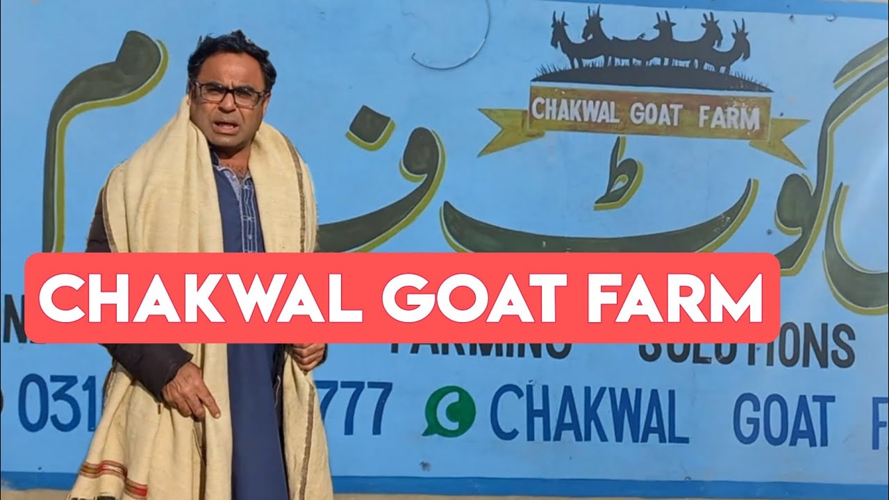 Vist Chakwal Goat Farm | Meet Majid Malik Owner Of Chakwal Goat Farm ...