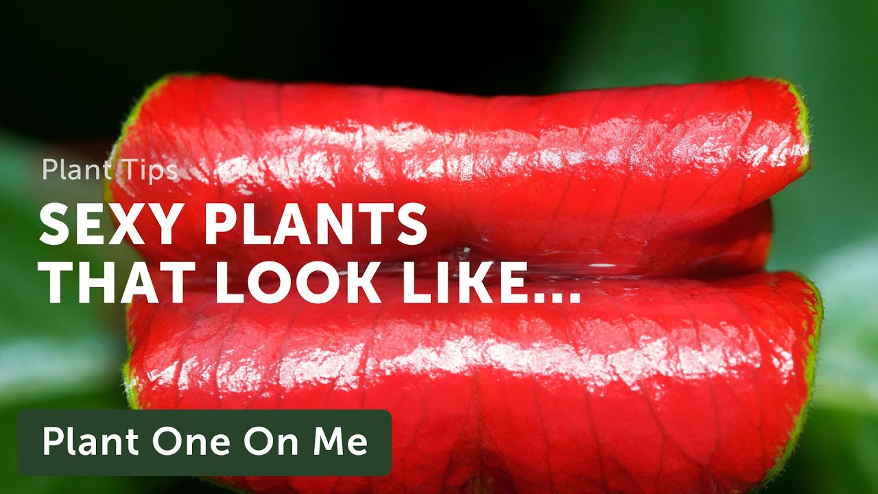 Sexy Plants That Look Like Body Parts — Ep 192 Youtube