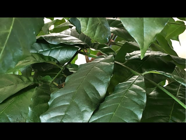 Natal Mahogany Propagation Trichilia Dregeana CJM Tree Growers