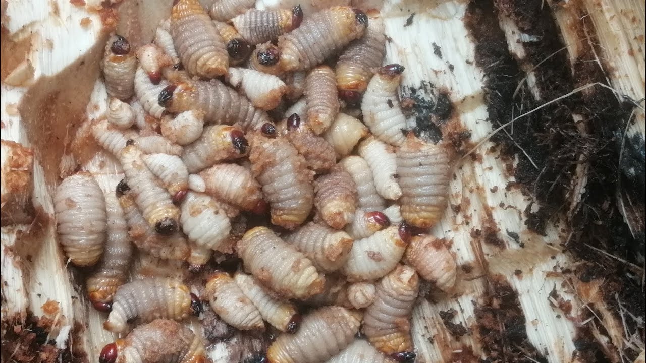 cosecha de chonta curó - YouTube