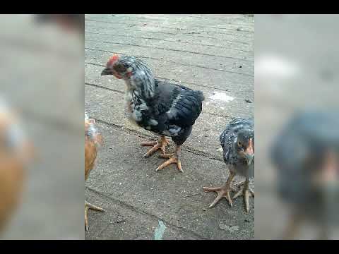 Remedio casero muy efectivo para el soco o moquillo de los pollos - YouTube