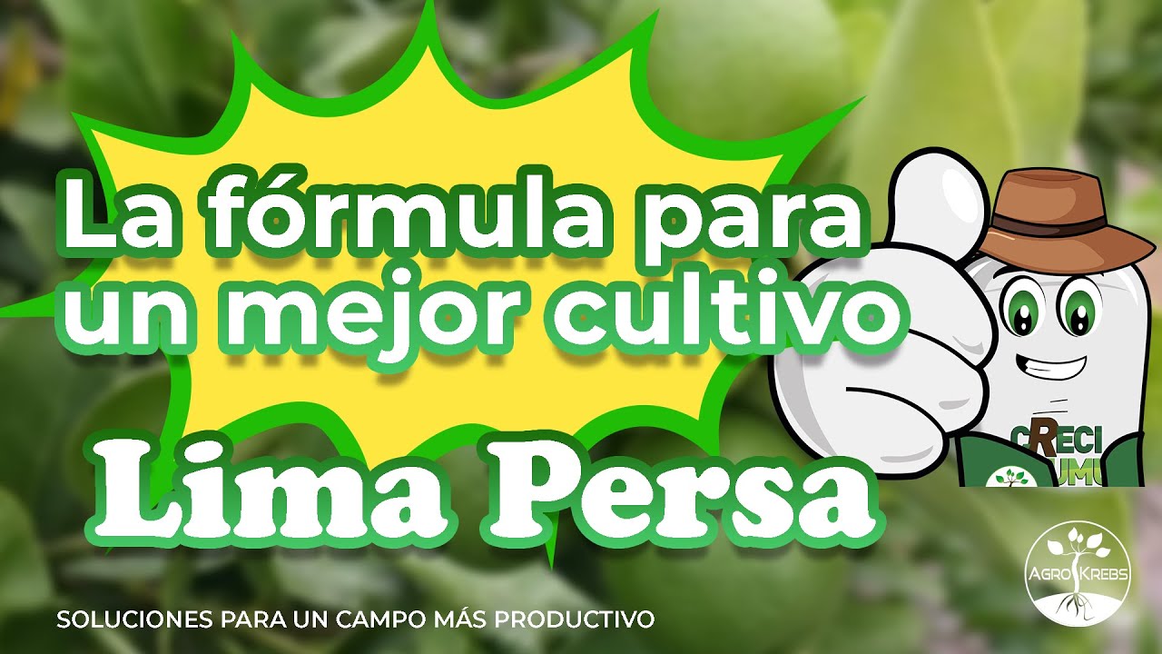 Vivero de Lima Persa. Descubre como obtener los mejores resultados de ...