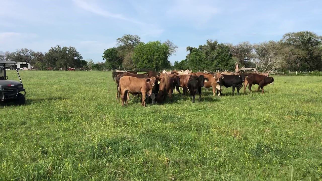 1/2 to 3/4 Brahman bred heifers and pairs - YouTube