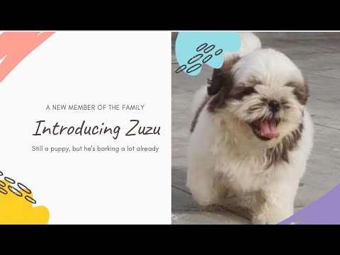 Meet our new puppy! Zuzu the shih tzu | Sweet moments with zuzu from 20 ...