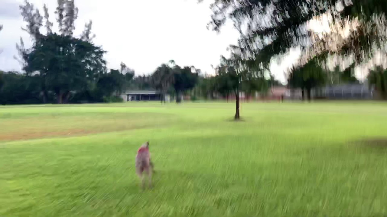 Weimaraner speed - YouTube