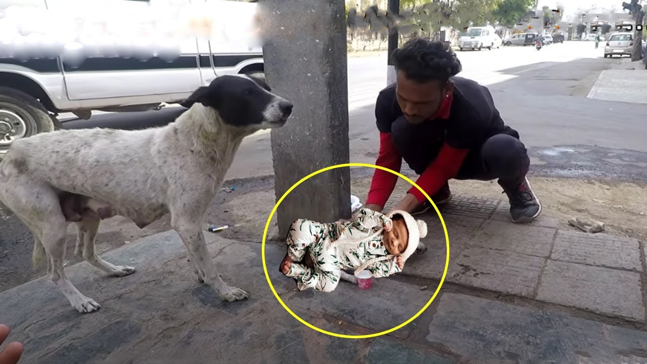 Man Hears His Dog Barking from A Distance, Finds It Sitting near an ...