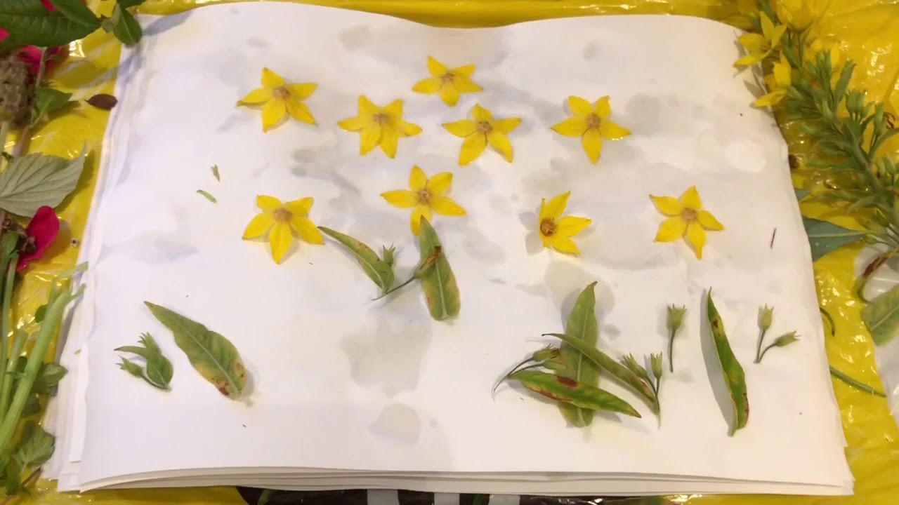 Tutorial- full process of boiled/ eco dyeing papers Part 1 - YouTube