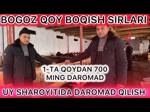 QOY BOQISH SIRLARI BOGOZ QOY BOQIB 1.OYDA 700 MING DAROMAD QILISH TOMOSHA QILING