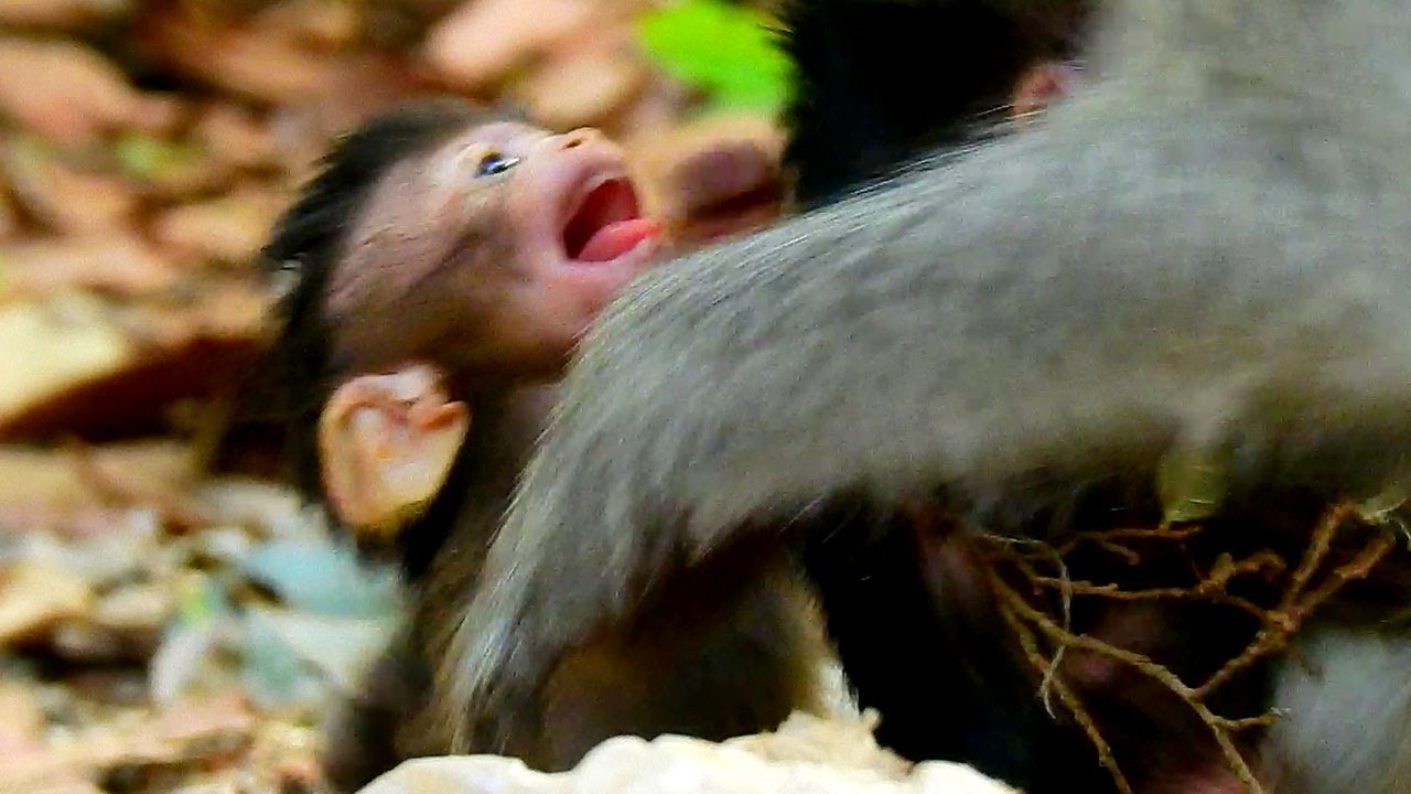 This little monkey really like Elza, Show voice loudly when Elza want ...