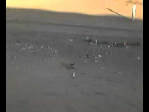 Niño Se Hace Cagar Intentando Sorpender A Una Chika xD.mp4