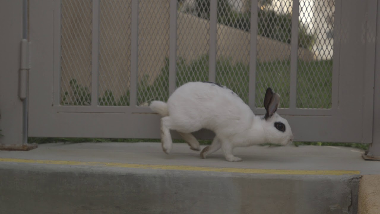 Bunny Movement - YouTube