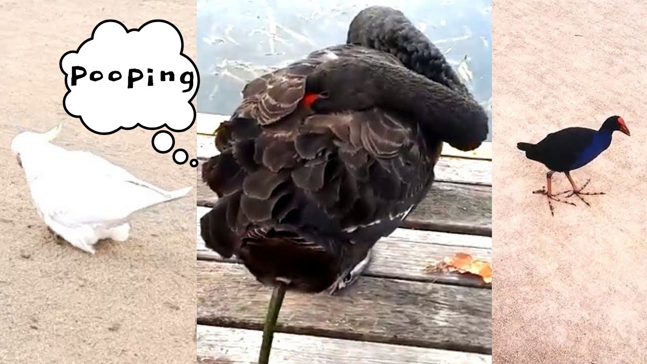 🤣 Funny pooping black swan cockatoo hen birds pets animals short video ...