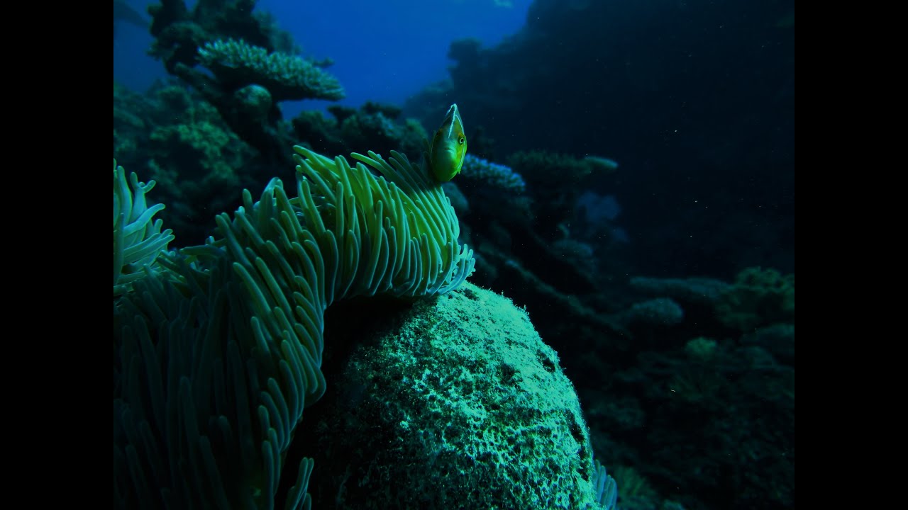 From the Great Barrier Reef to Rapid Bay and back again! - YouTube