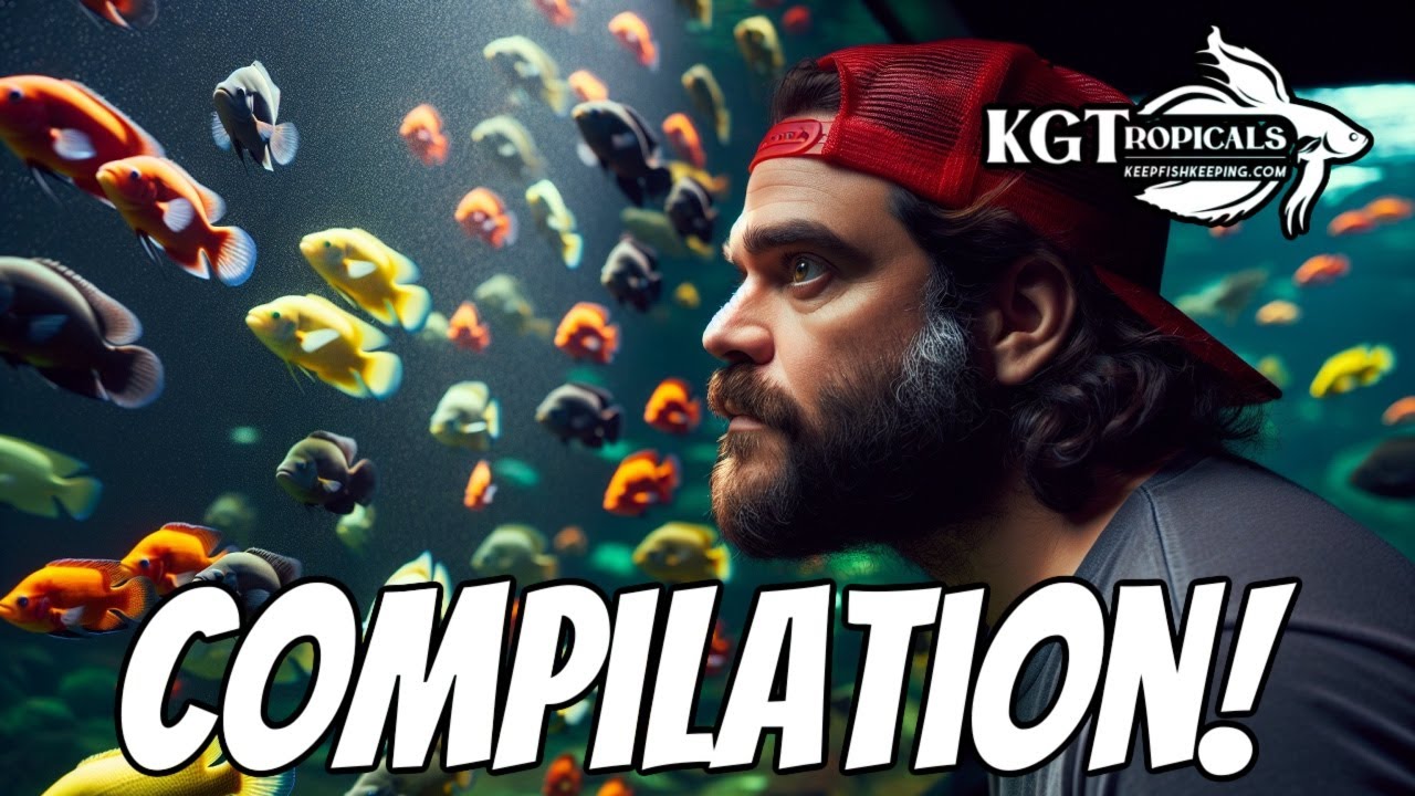 The Dumbest Things Fish Keepers Do! Tanks Of Our Lives Compilation ...