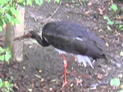 Black Stork Screaming - YouTube