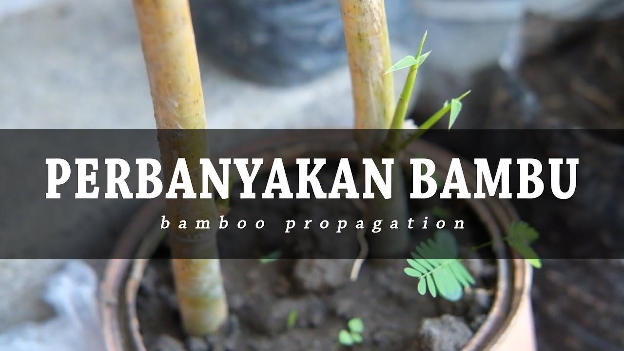 cara menanam bambu kuning hias untuk pagar - easy way to grow bamboo ...
