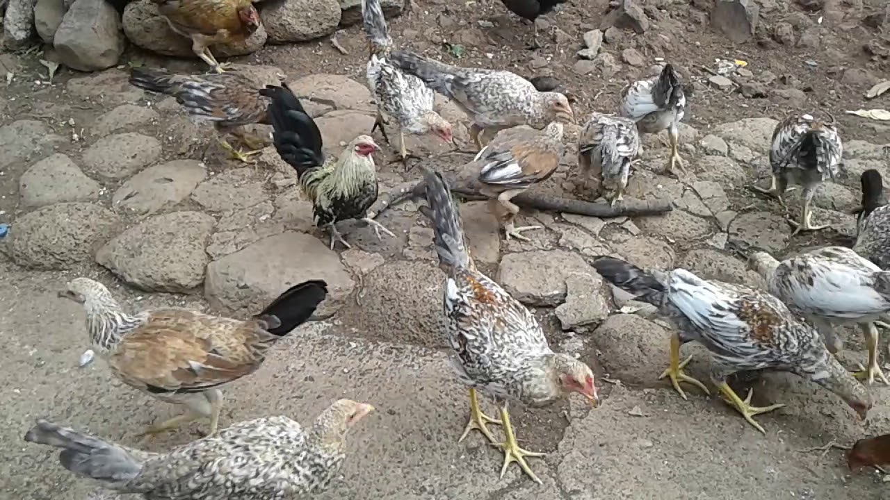 pollos bulicos 🤔 - YouTube