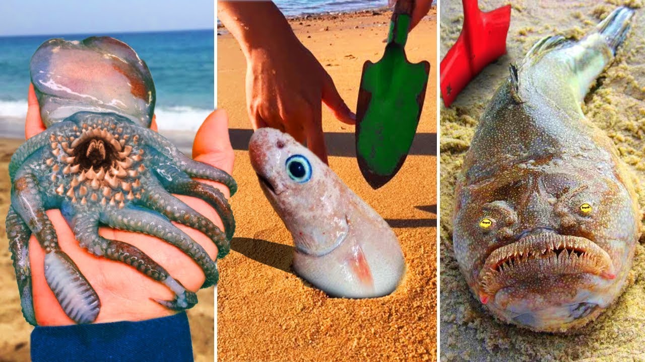 Amazing Fishing Videos - Catching Seafood, Fish, Crab, Octopus | ASMR ...