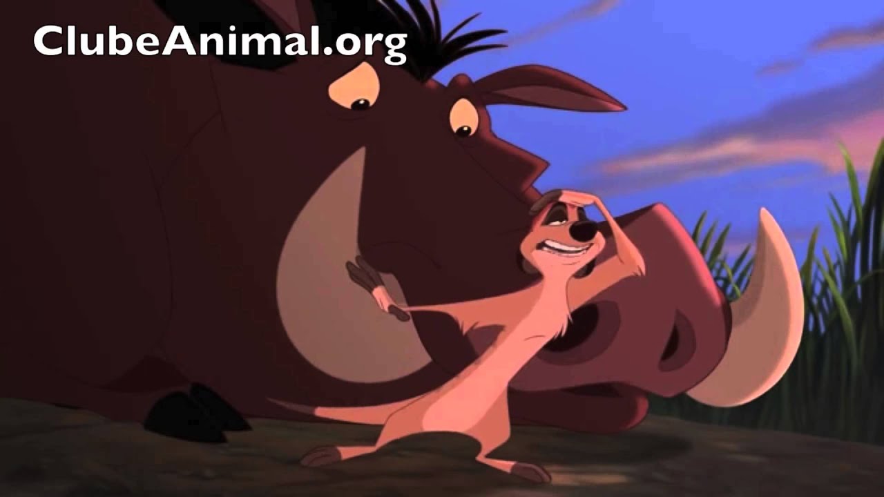 ANIMAIS DISNEY: SURICATA - TIMON (REI LEÃO) - YouTube