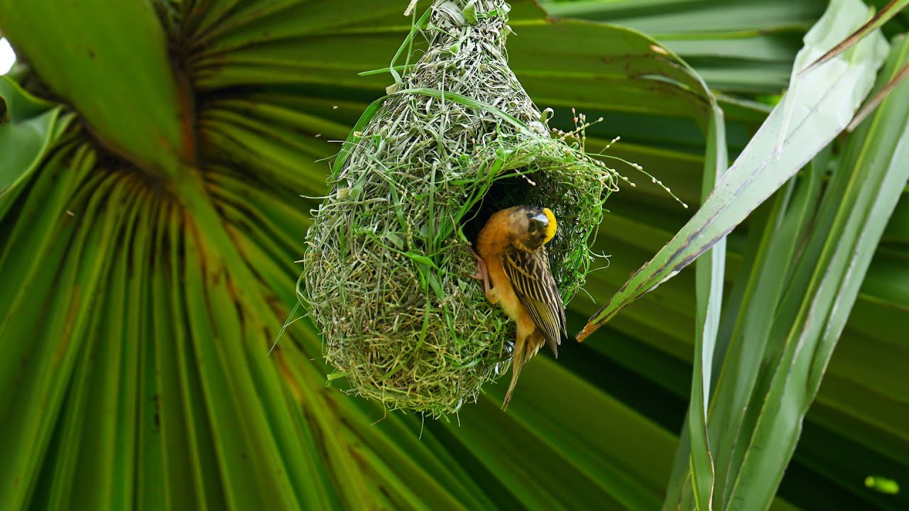 The Most Beautiful Bird Nest In The World Bird Build Nest With Natural ...