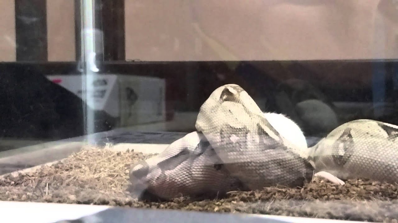 Red tail boa eating live adult mouse - YouTube