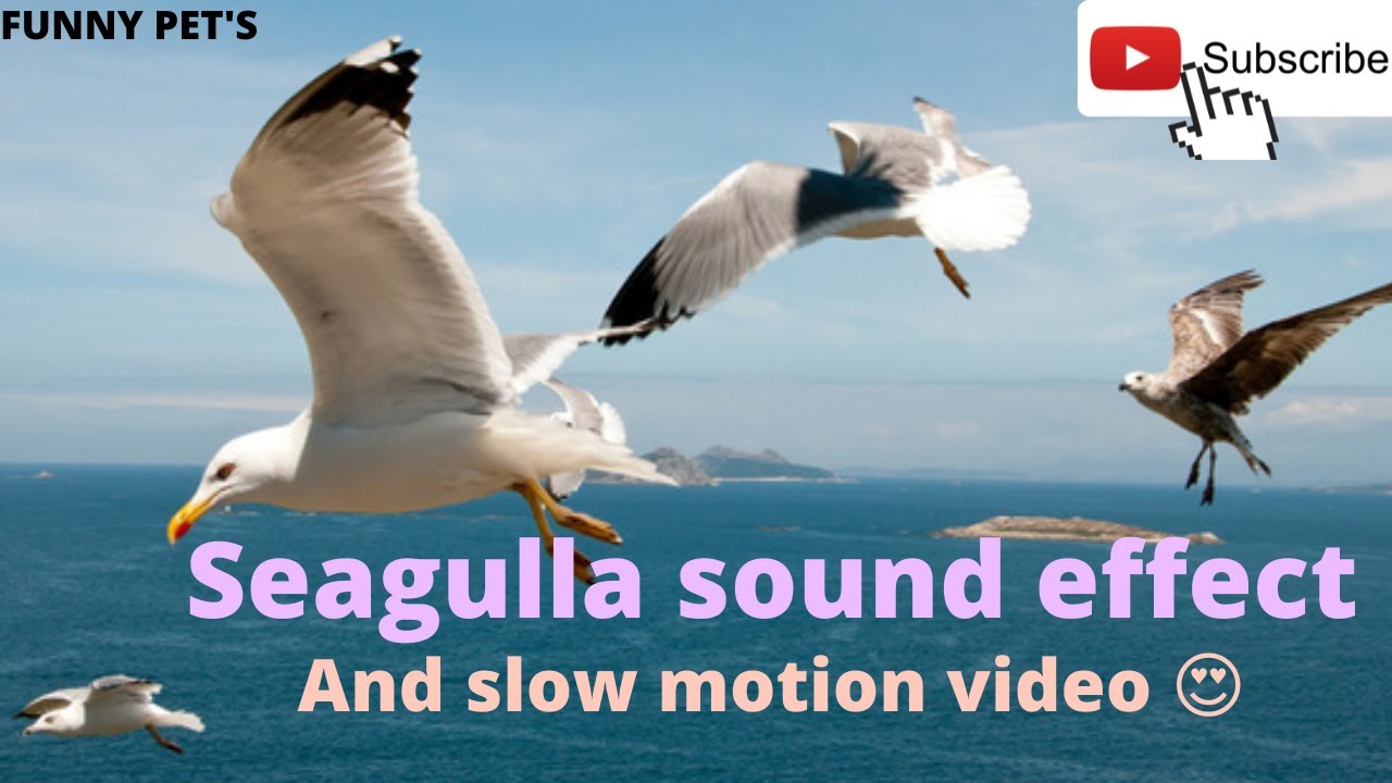 Beach Birds sound effect//Slow motion vedio/slow motion sound effect ...