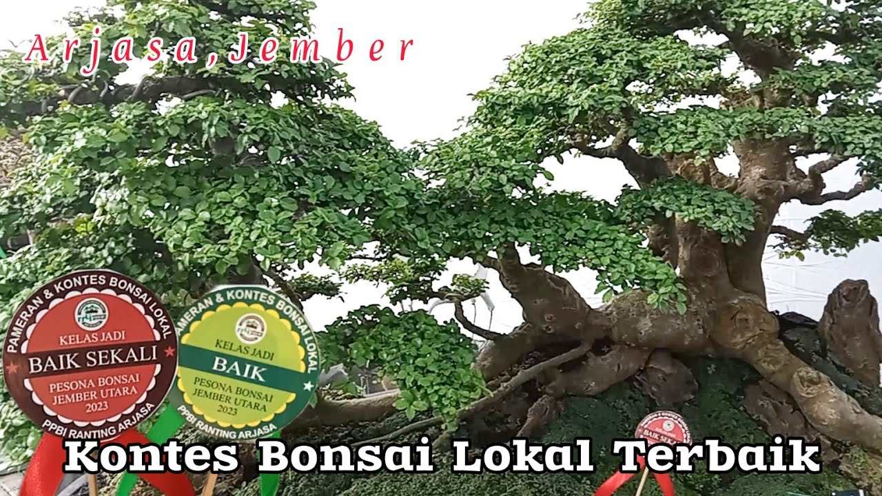 PAMERAN DAN KONTES BONSAI LOKAL | PESONA BONSAI JEMBER UTARA 2023 ...