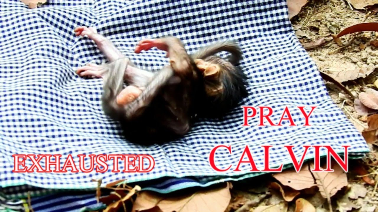 Breaking bad and shocked news ! Calvin looks exhausted after Chiko ...