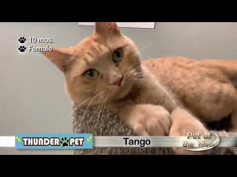 Pet of the Week: Playful Tango is our Pet of the Week - TBNewsWatch.com