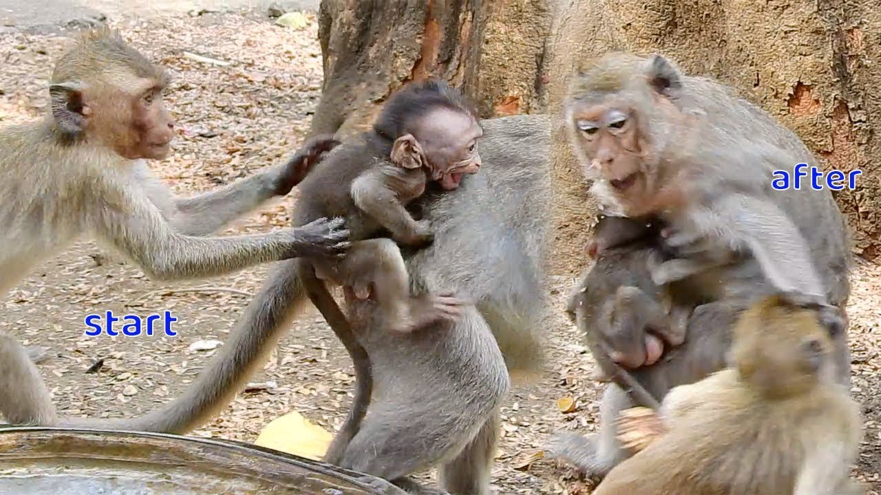 Baby Milo shout cry angry Rany drag him from his Mommy - Emila force to ...