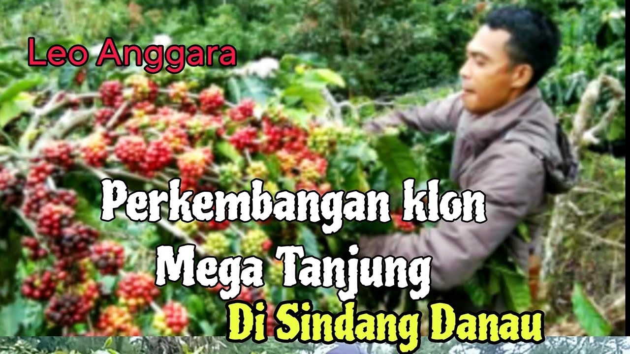 KLON MEGA TANJUNG / RANTING PRODUKTIF / SINDANG DANAU - YouTube