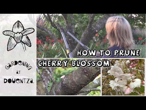 How To Prune A Kwansan Flowering Cherry
