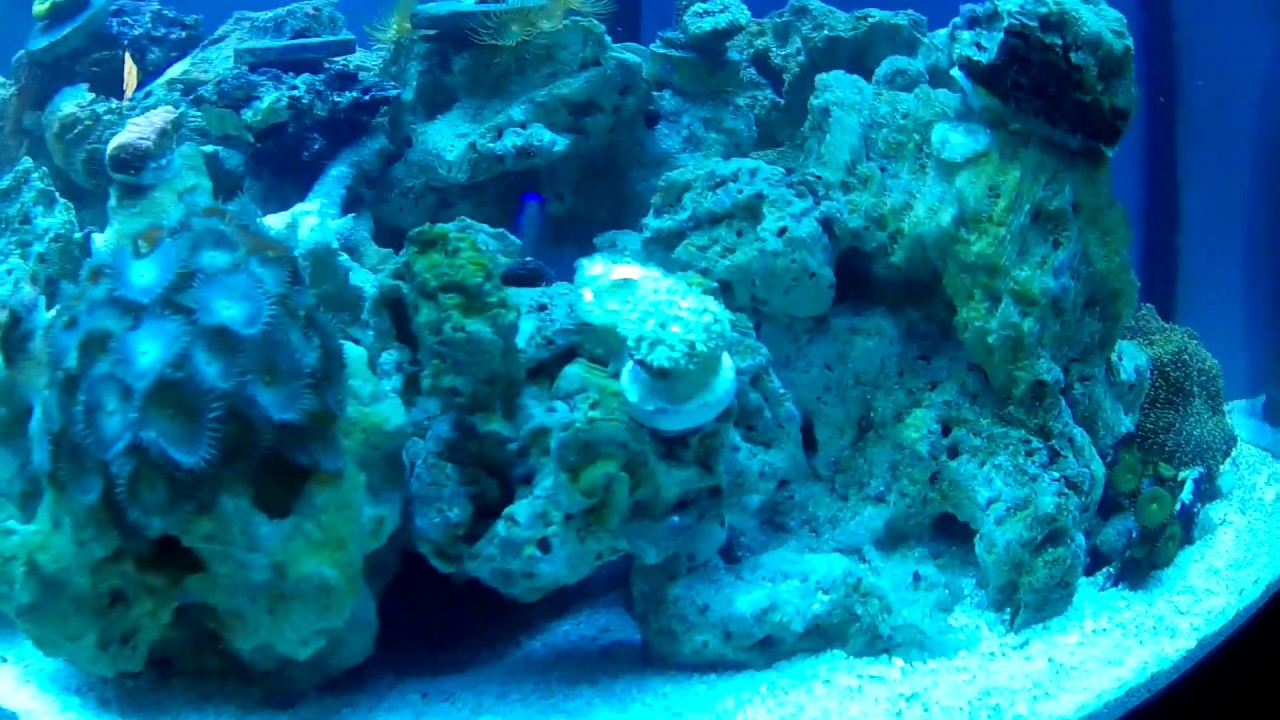 Reef Tank #2 DIY AquaClear Refugium and reef update - YouTube