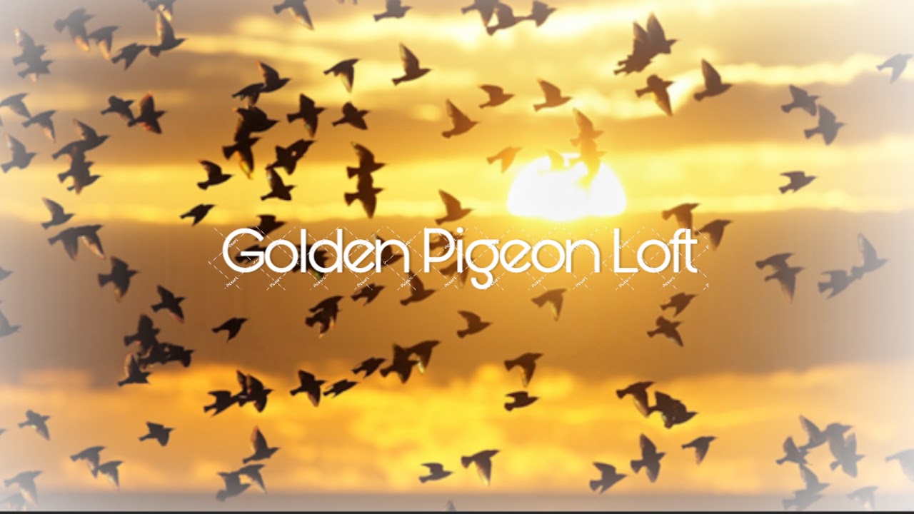 golden pigeon loft - YouTube