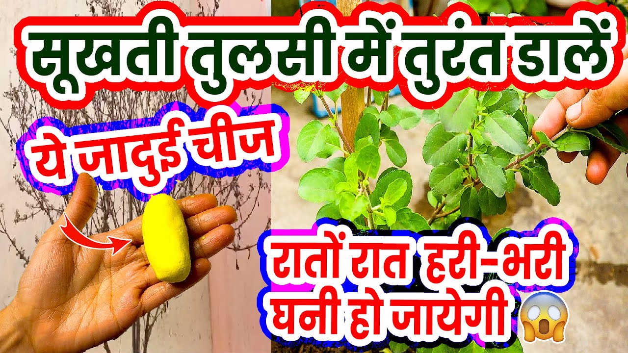 How to save tulsi/तुलसी/gardening/Tulsi Plant Care Tips/Best Homemade ...