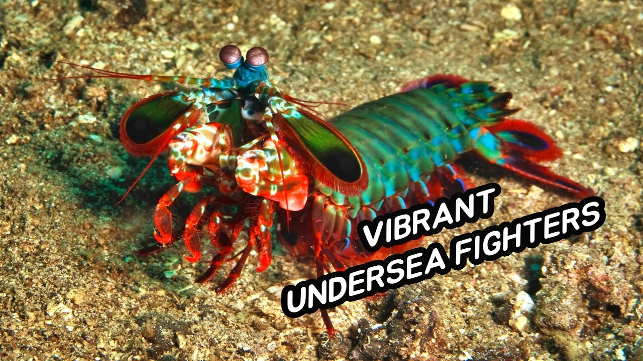 This Creature Has the Fastest Punch on Earth - YouTube