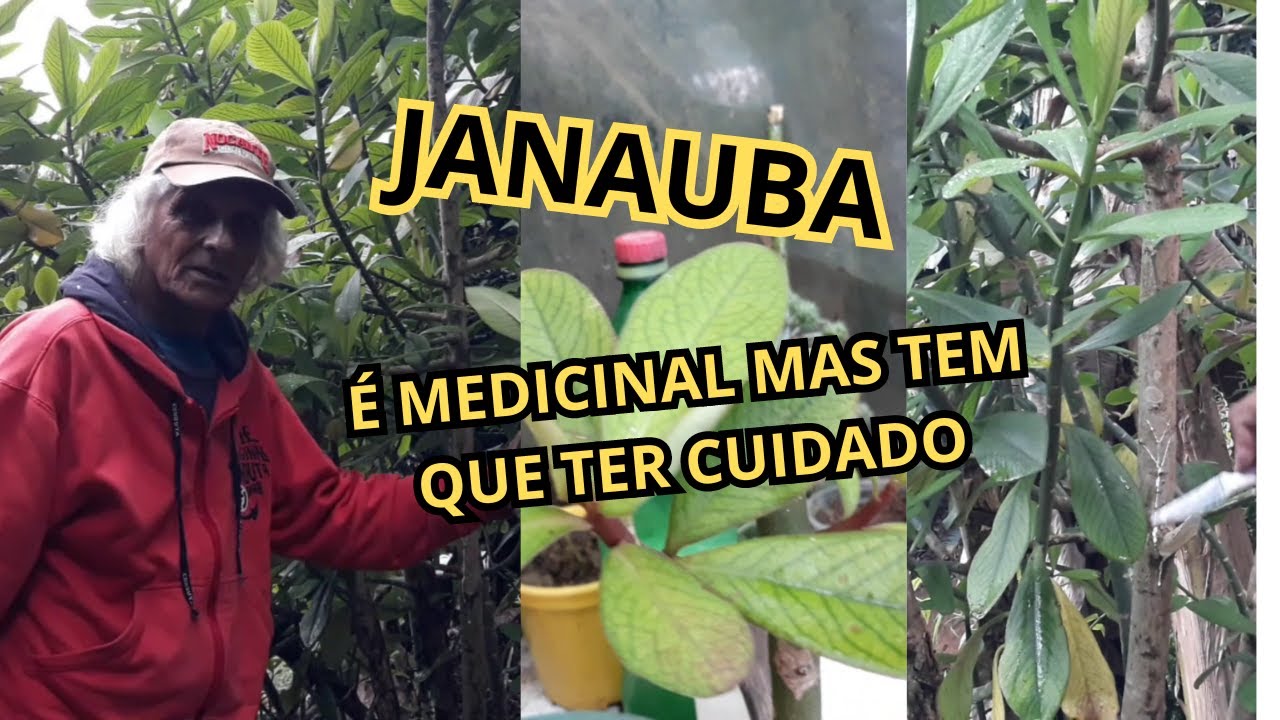 Janauba - preparando mudas os benefícios e efeitos colaterais - YouTube