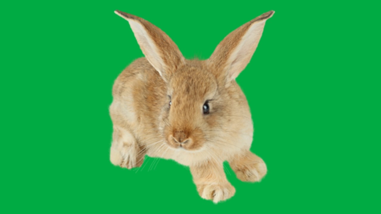 Rabbit IMAGES Green Screen 9 - YouTube