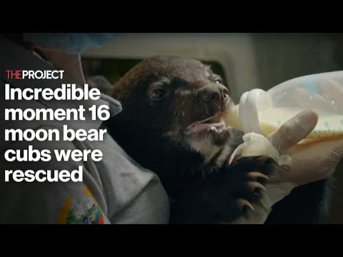 Incredible moment 16 moon bear cubs were rescued - YouTube