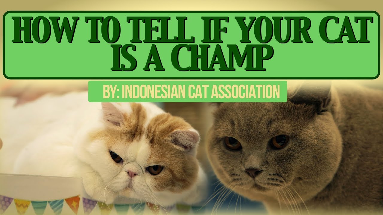How To Tell If Your Cat Is A Champ - YouTube