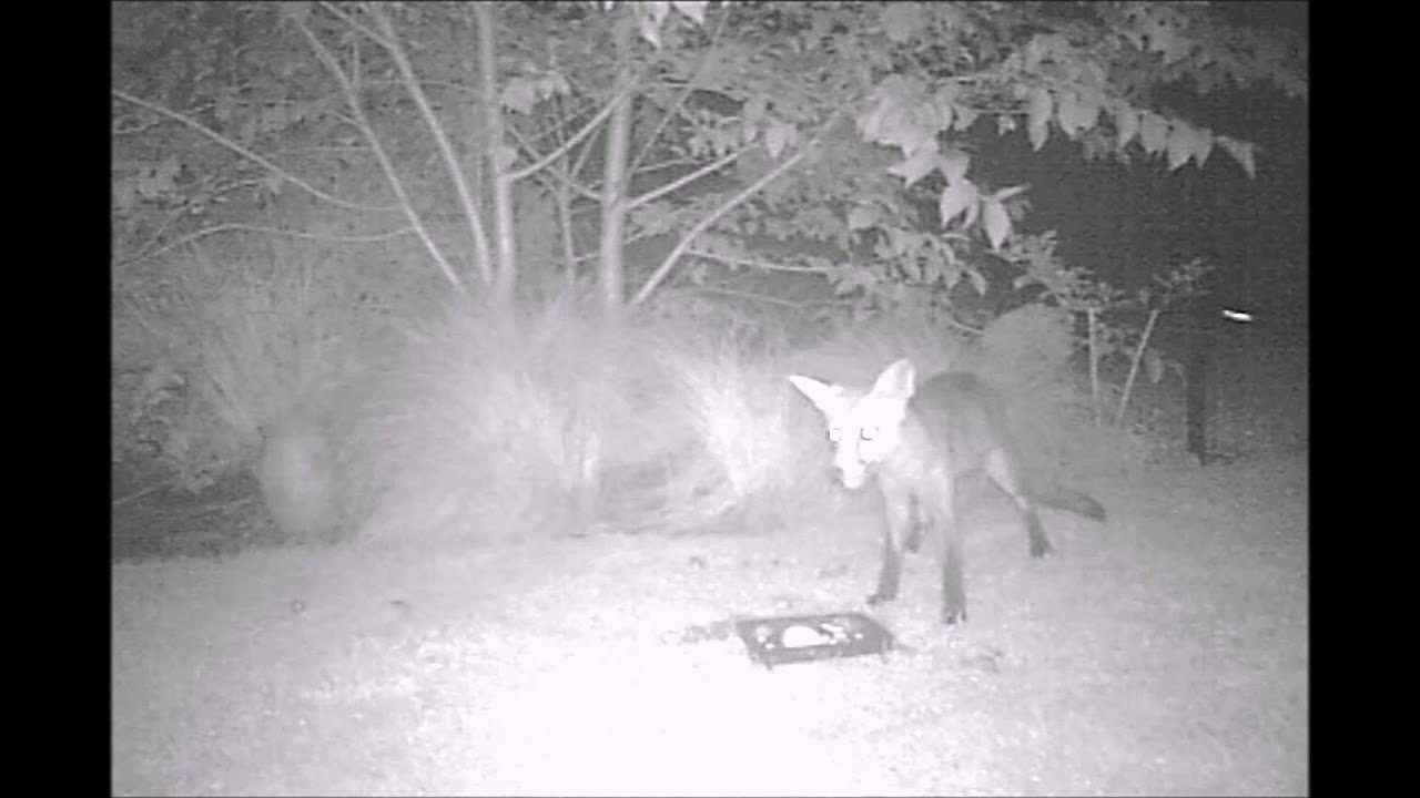 2014 07 20 Fox anxious in the open - YouTube