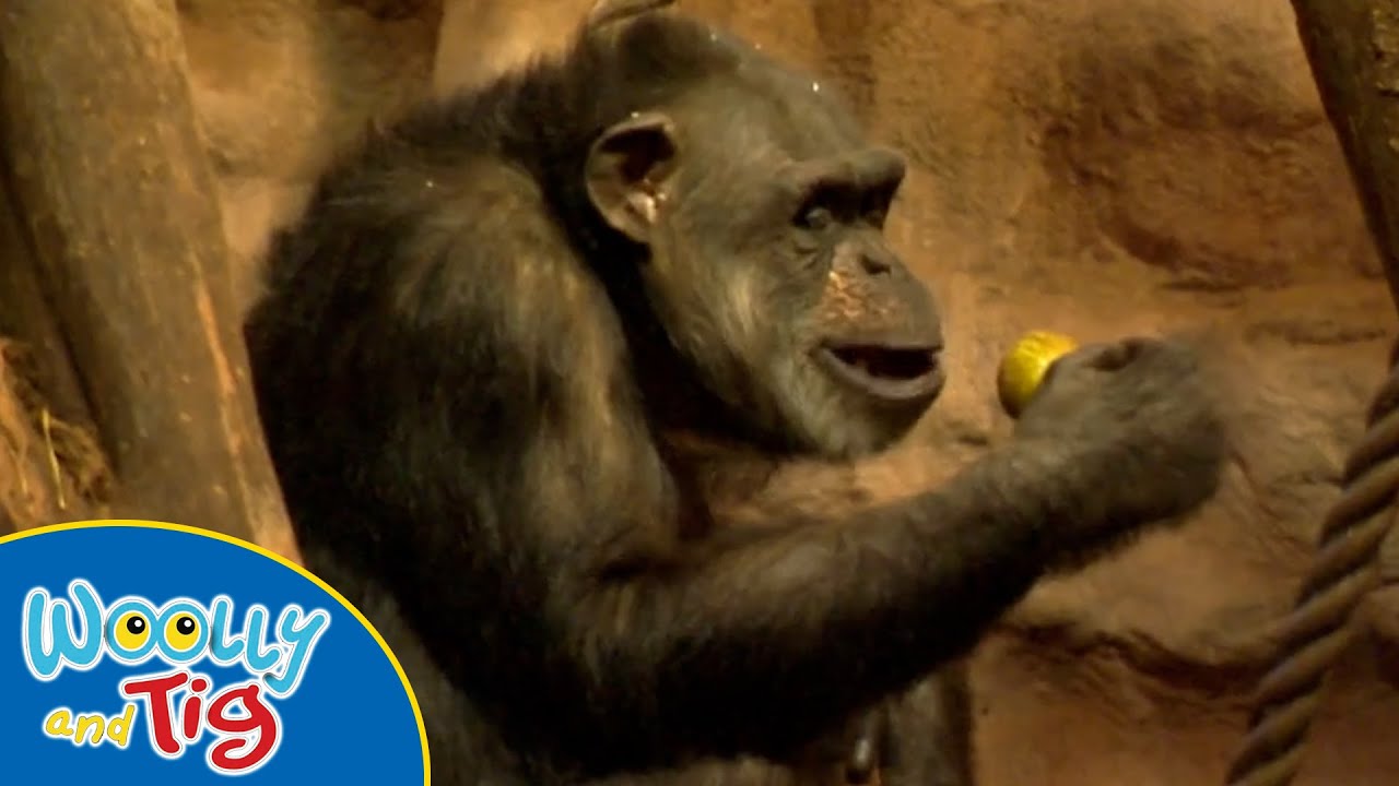 Woolly and Tig - A Trip to the Zoo | TV Show for Kids | Toy Spider ...