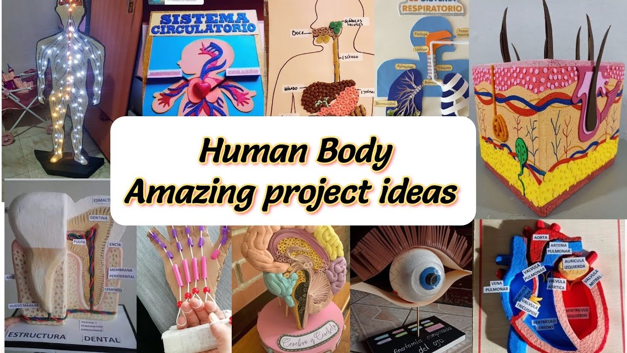 Human body important project ideas |Science fair Projects ideas ...