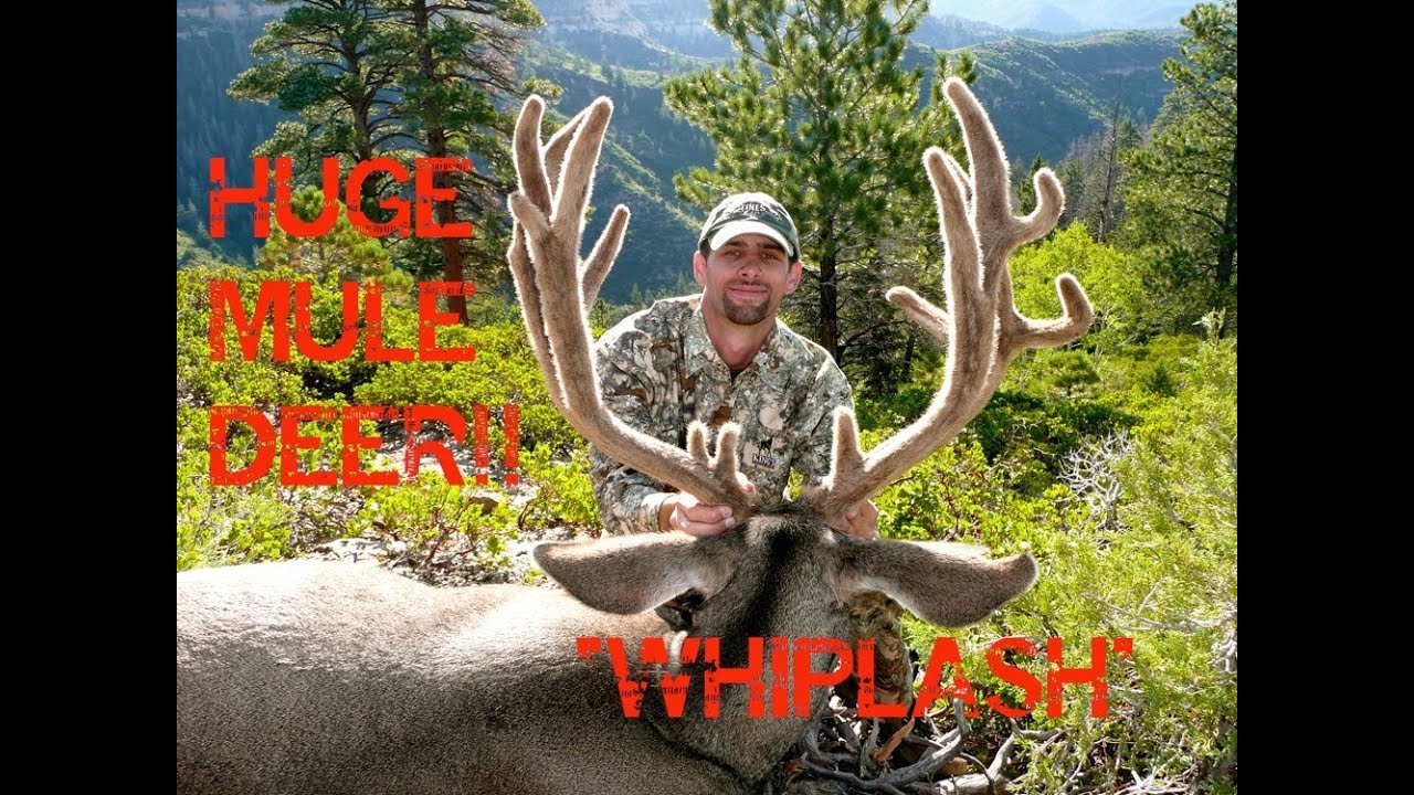 Tines Up Mule Deer, 'Whiplash' - YouTube
